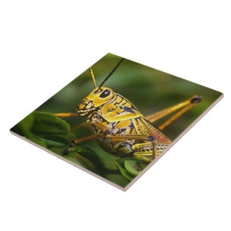 Grasshopper Everglades National Park Florida Ceramic Tile Zazzle