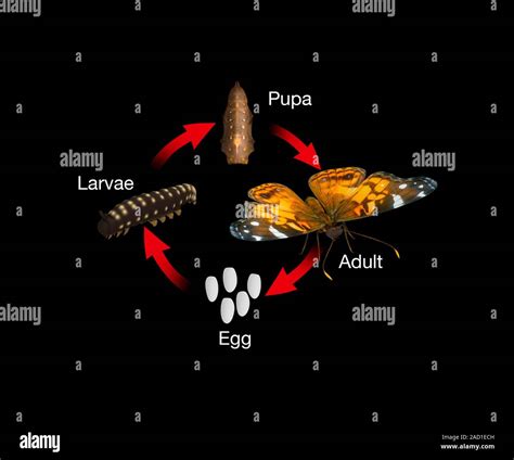 Complete Metamorphosis Computer Illustration Showing The Process Of
