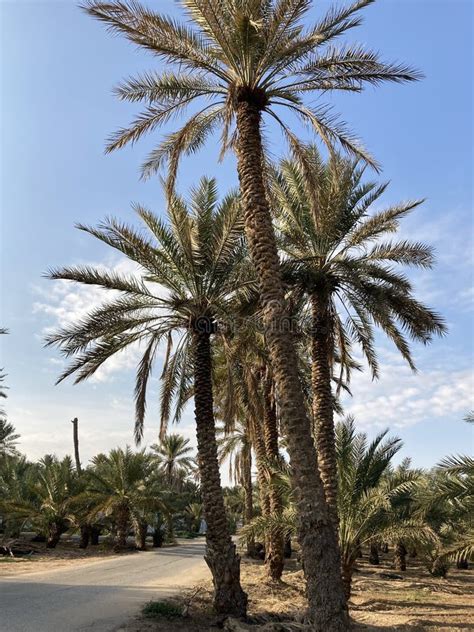Qassim Palm Farms In The Middle Of Buraidah Al Sabbakh District Saudi