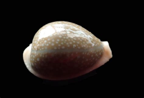 初雪宝螺Cypraea miliaris 初雪宝螺 海富瑜