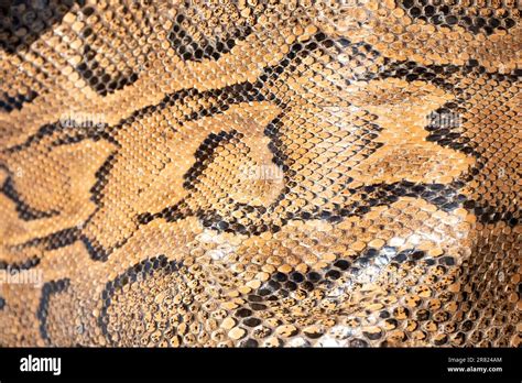 Véritable Toile De Fond De Peau De Serpent Python Authentique Animaux
