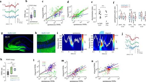 Generation Of Ca2 Ripple Oscillations Enhances Social Memory Recall A Download Scientific