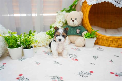 비바테리어분양 토끼 같은 귀를 가진 주디 인천말티즈분양 인천포메라니안분양 인천푸들분양 인천말티푸분양