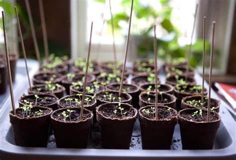 When To Start Lemongrass Seeds Indoors