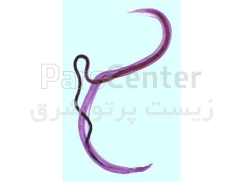 اسلایدهای آماده آموزشی کرمهای پهن محصولات لوازم کم