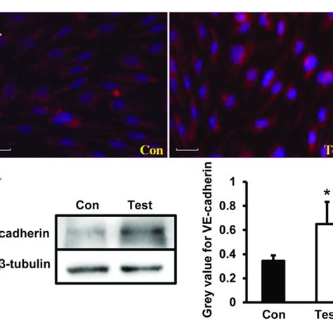 Quantity Analysis Of Adherent Junction Protein Ve Cadherin In