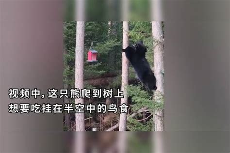 好身手国外黑熊仅靠一根绳子攀岩吃鸟食灵活模样看懵网友 绳子 黑熊 模样
