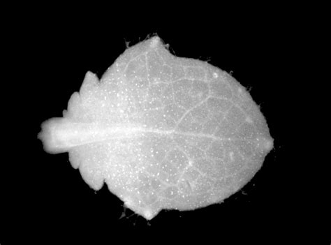 Arabidopsis Thaliana