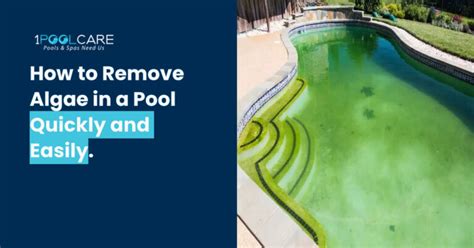 How To Remove Algae In A Pool Quickly And Easily Poolcare