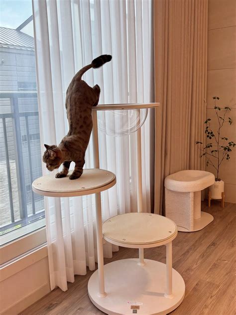 이가을🍂 가을이 뉴 캣타워 아프기 전에 찍어둔 이사할 때 기존의 캣폴 을 버리고 와서 새 집에 어울리는 걸 사주고 싶어서 열심히 찾아보다가 Nyonghouse