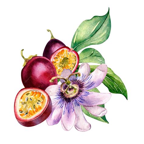 Premium Photo Composition Of Passion Fruits And Flower On Leaf Watercolor Illustration