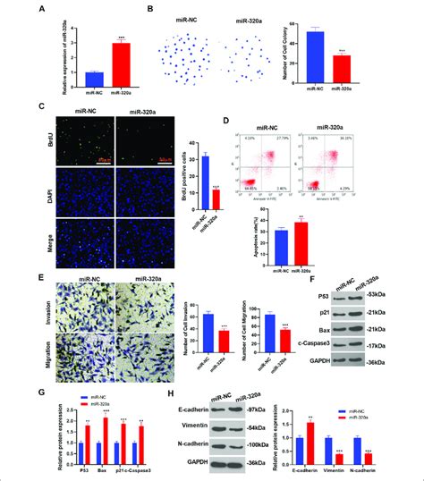 Influences Of Mir 320a On The Malignant Phenotype In Rcc Mir 320a
