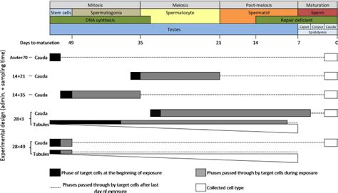 A Schematic Diagram Of Spermatogenesis In The Mouse And The Cell Types Download Scientific