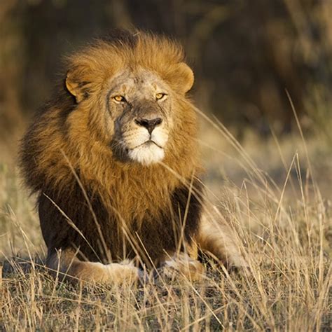 Leones Los Reyes De La Sabana