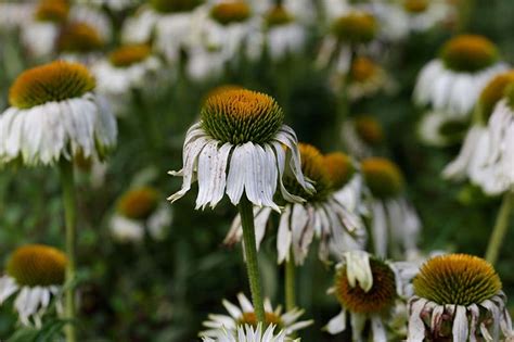 Identify And Control Coneflower Pests And Diseases