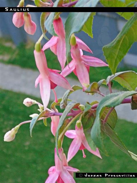 Saulius Fuchsiafinder