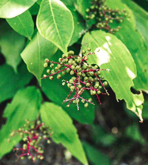 Leafs Of Three Our Noxious Plant Removal Services