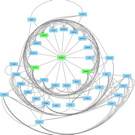 The Cytoscape Network Indicated Hub Genes The Yfile Radial Layout Of