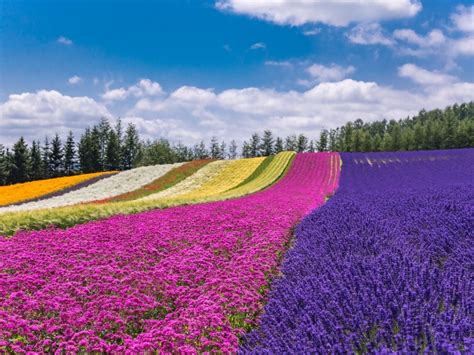 ファーム富田 北海道観光