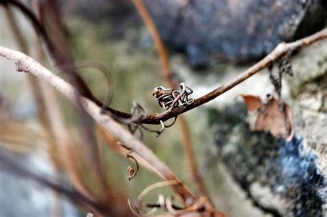 Premium Photo Close Up Of Dried Tendrils