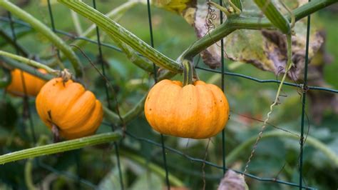 9 Mini Pumpkin Varieties You Should Plant Now For Fall
