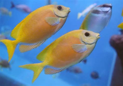 四帶籃子魚 凹吻藍子魚 美丽海生物图鉴 冲绳美丽海水族馆 冲绳美麗海 世代相传