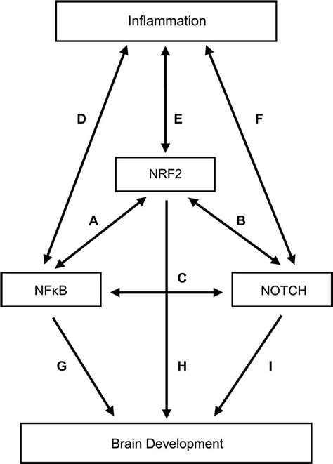 Relationships among inflammation three transcription factors NF κB Download Scientific