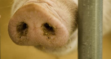 What Do Pig Lips Look Like Lipstutorial Org