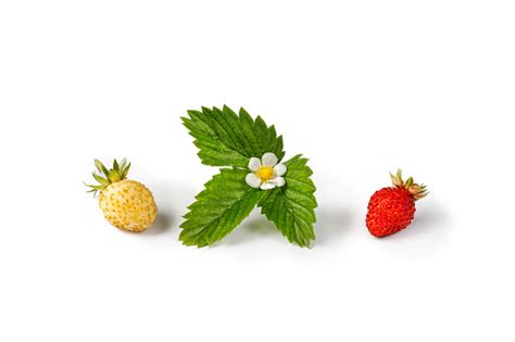 야생 빨간색과 흰색 익은 딸기 잎과 꽃으로 흰색 배경에 격리 우드랜드 딸기 과일 0명에 대한 스톡 사진 및 기타 이미지 Istock
