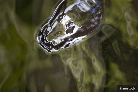 Longfin Eels By Emma Diack Truestock