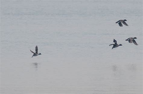 鳥見録 ヒメハジロ