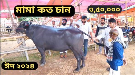 কোরবানির ঈদ ২০২৪ বাংলাদেশের বিখ্যাত মহিষের হাট শুধু বড় বড় মহিষ