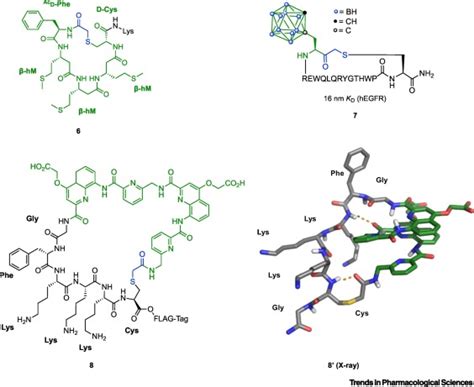 Discovery Of De Novo Macrocyclic Peptides By Messenger Rna Display