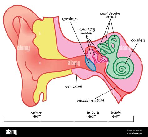 Ear Parts