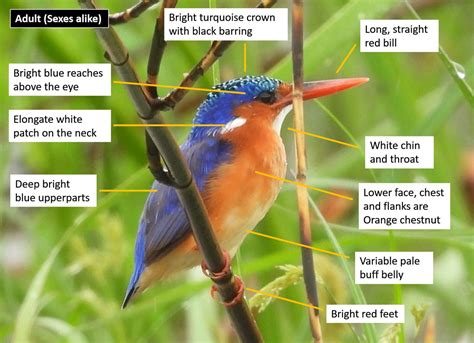Malachite Kingfisher Alcedo Cristata Bdi