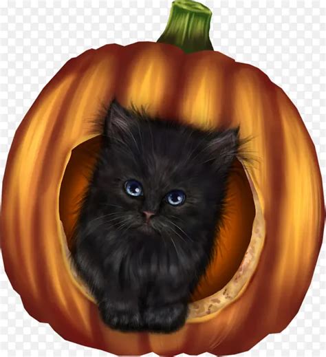万圣节南瓜小猫PNG图片素材下载 图片编号qxodwekj 免抠素材网