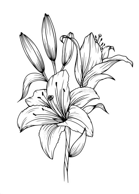 How To Draw A Lily