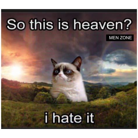 Men Zone Worlds Grumpiest Cat Has Died Facebook