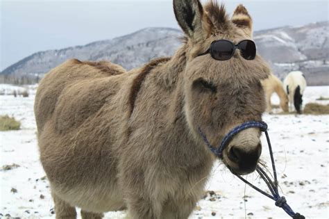 Remembering Petey A C Lazy U Icon C Lazy U Ranch