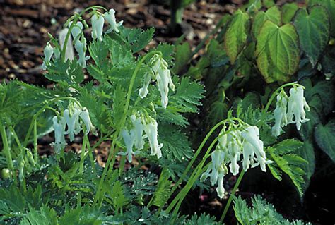 The Versatile Beauty Of The Fern Leaf Bleeding Heart Ames Farm Center