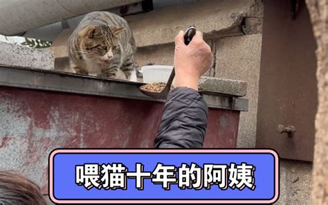 跟着喂流浪猫十多年的阿姨喂猫，走走阿姨走的路，祝阿姨节日快乐 猫德学院林老师 猫德学院林老师 哔哩哔哩视频