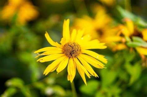Discover The Skin Benefits Of Arnica Montana Flower Extract Reviva Labs