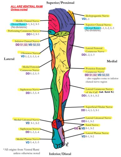 Posterior Femoral Cutaneous Nerve