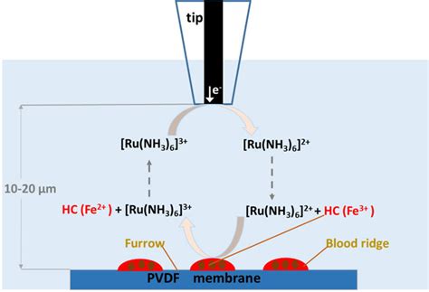 A Schematic Representation Not To Scale Of The Secm Imaging Principle Download Scientific