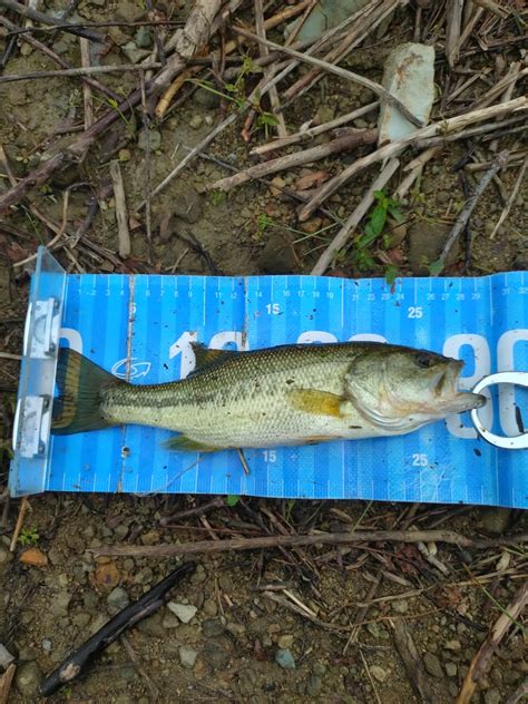 アングラー0808 さんの 2024年10月26日のブラックバスの釣り・釣果情報石川県 石川県加賀市近辺 アングラーズ 釣果