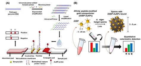 Sensors Free Full Text Gold Nanoparticles And Plant Pathogens An Overview And Prospective