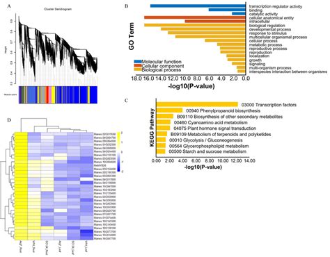 Coexpression Networks And Expression Pattern Analysis A Coexpression Download Scientific