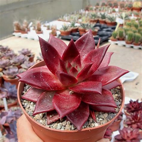 Echeveria Agavoides Cv Atlas Rosso Uhlig Kakteen More Than 5 000