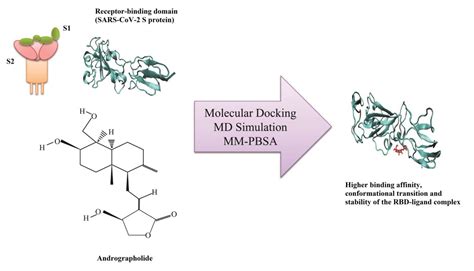 Bhattarai Investigating The Binding Affinity Of Andrographolide