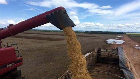 Finalizó Oficialmente La Cosecha De Los Cereales De Invierno Trigo Y